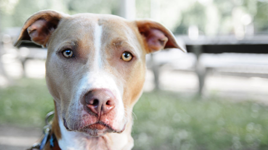 Common Pitbull Health Problems: Symptoms and Treatment - Your Pitbull and You